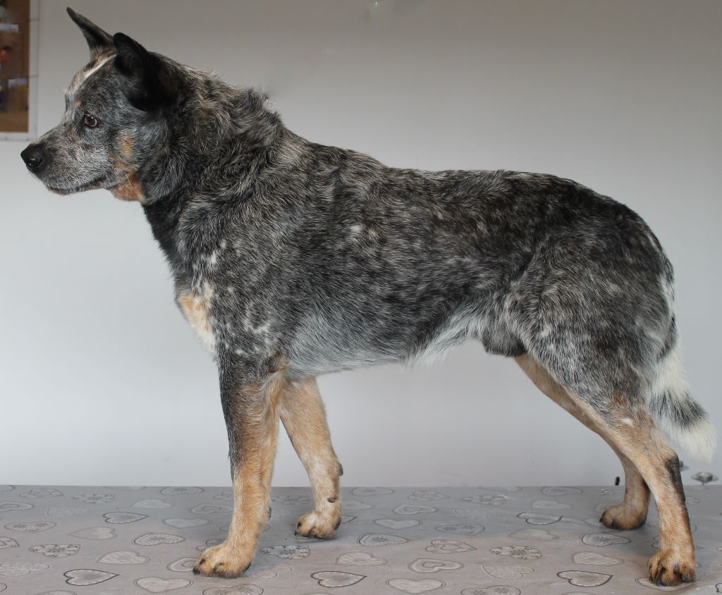 Chien - CH. Quy vom teufelsjoch - Elevage Minis Pasquito - eleveur de ...