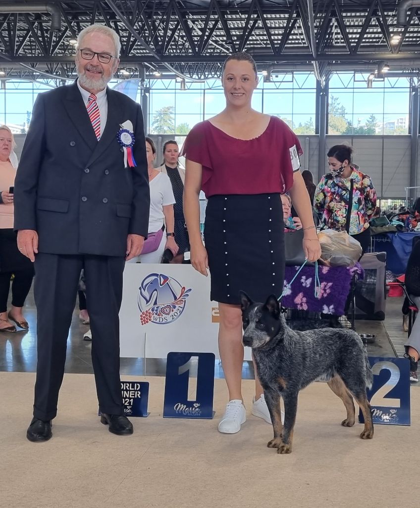 Accueil - Elevage Minis Pasquito - eleveur de chiens Bouvier australien